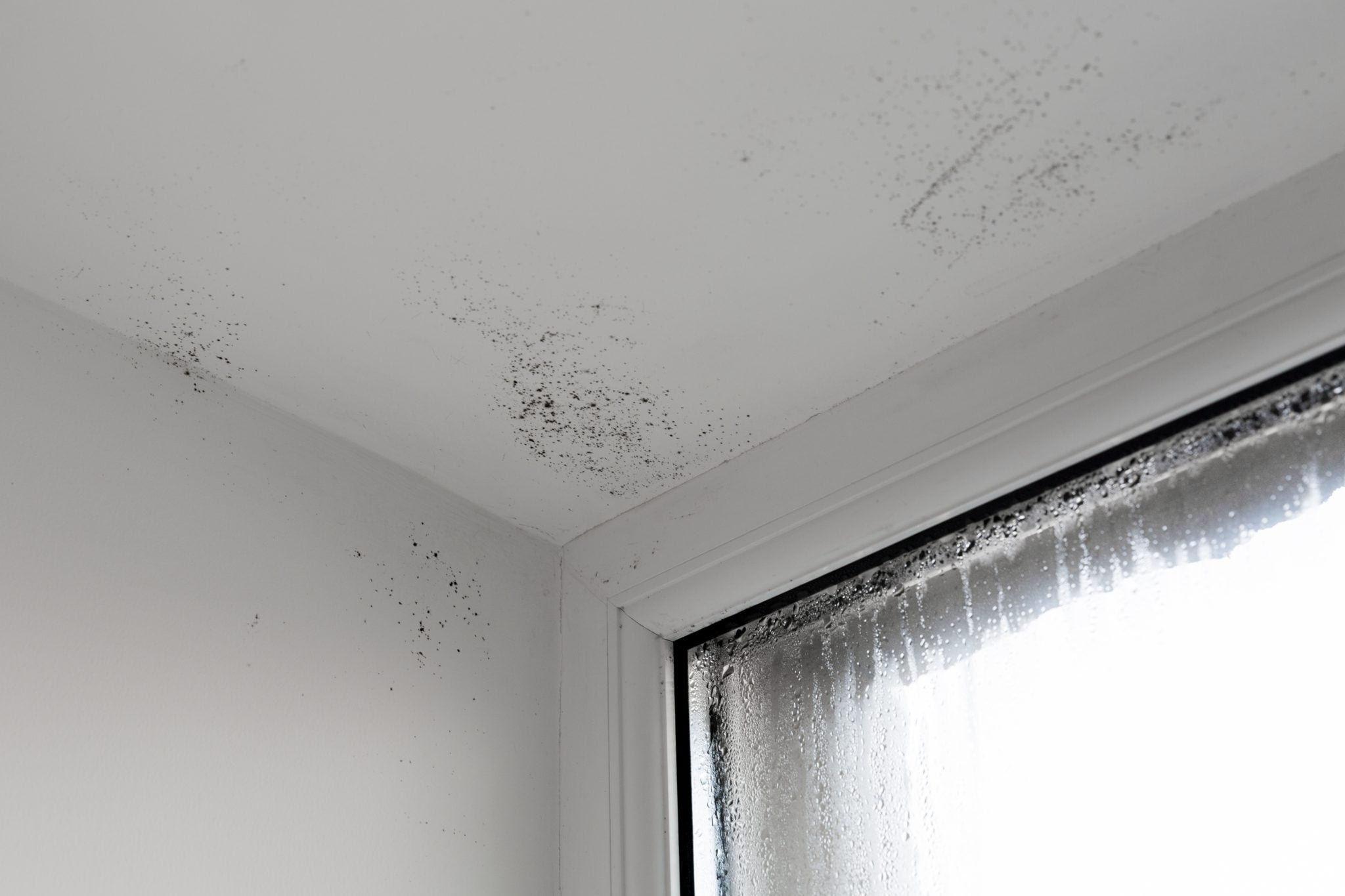 Understanding How Mould Gets Indoors | Ensuring a Healthy Home